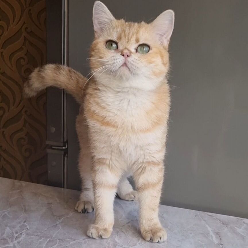 Девочка золотая шиншилла