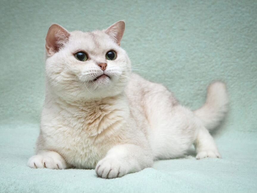 Британская в добрые руки