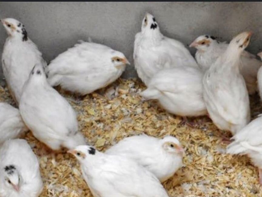 Перепела техасцы