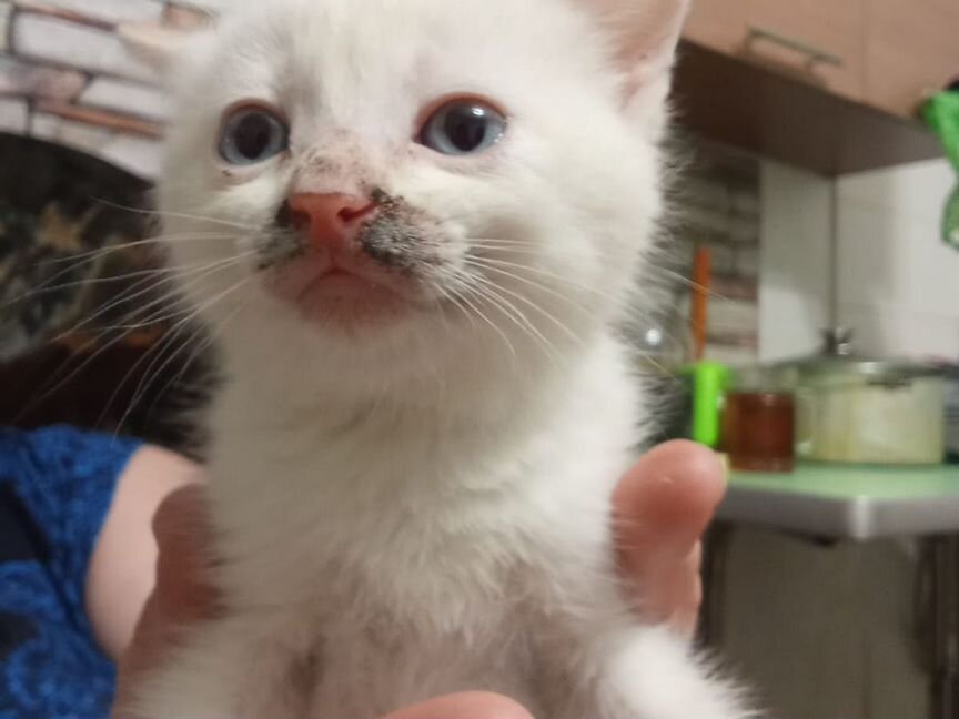 Девочка беляночка