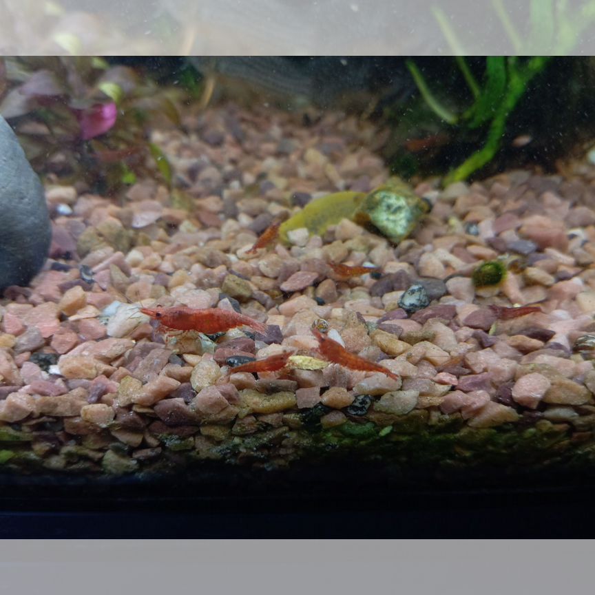 Креветки вишня