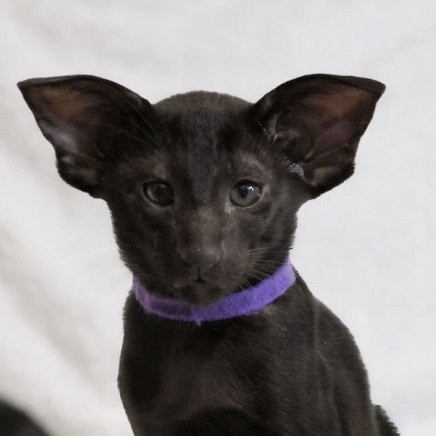 Ориентальный котёнок