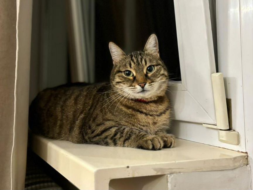 Нашли кошку, чья потеряшка