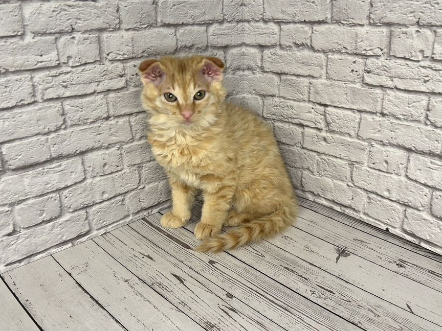 Котенок мальчик