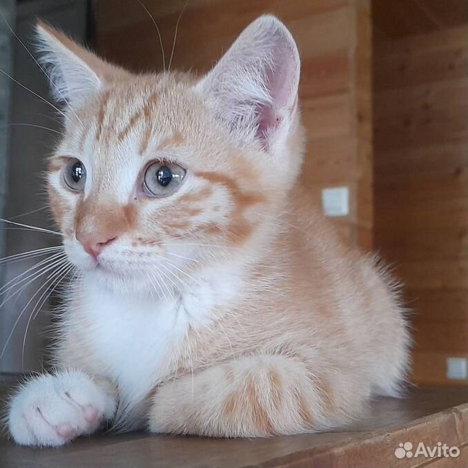 Пристрою котенка