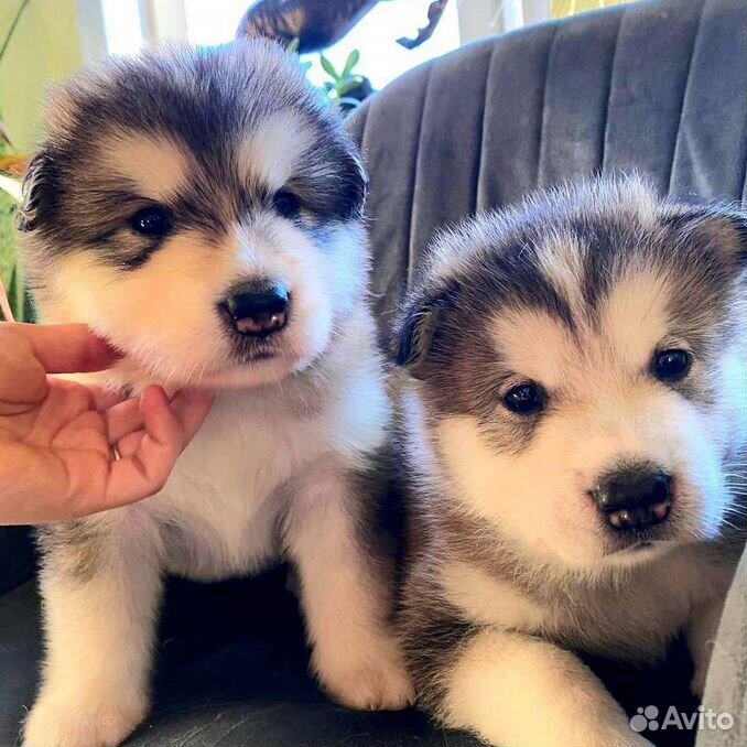 Аляскинский маламут щенки соболино-белый окрас