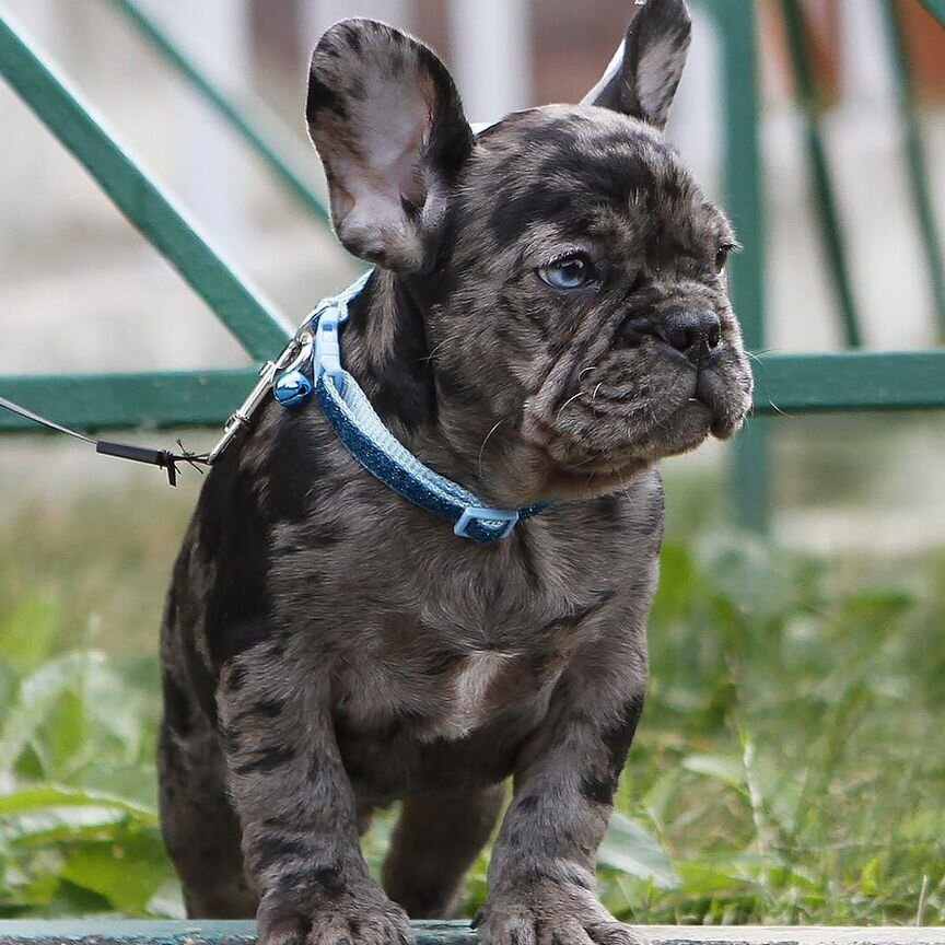 Мрамор чёрный мальчик щенок