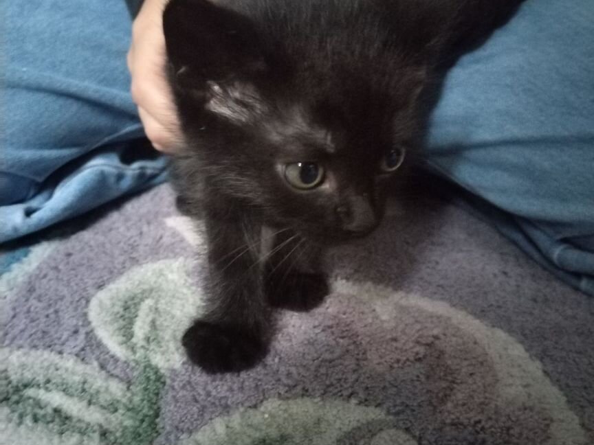 Котёнок "ведьмин окрас"