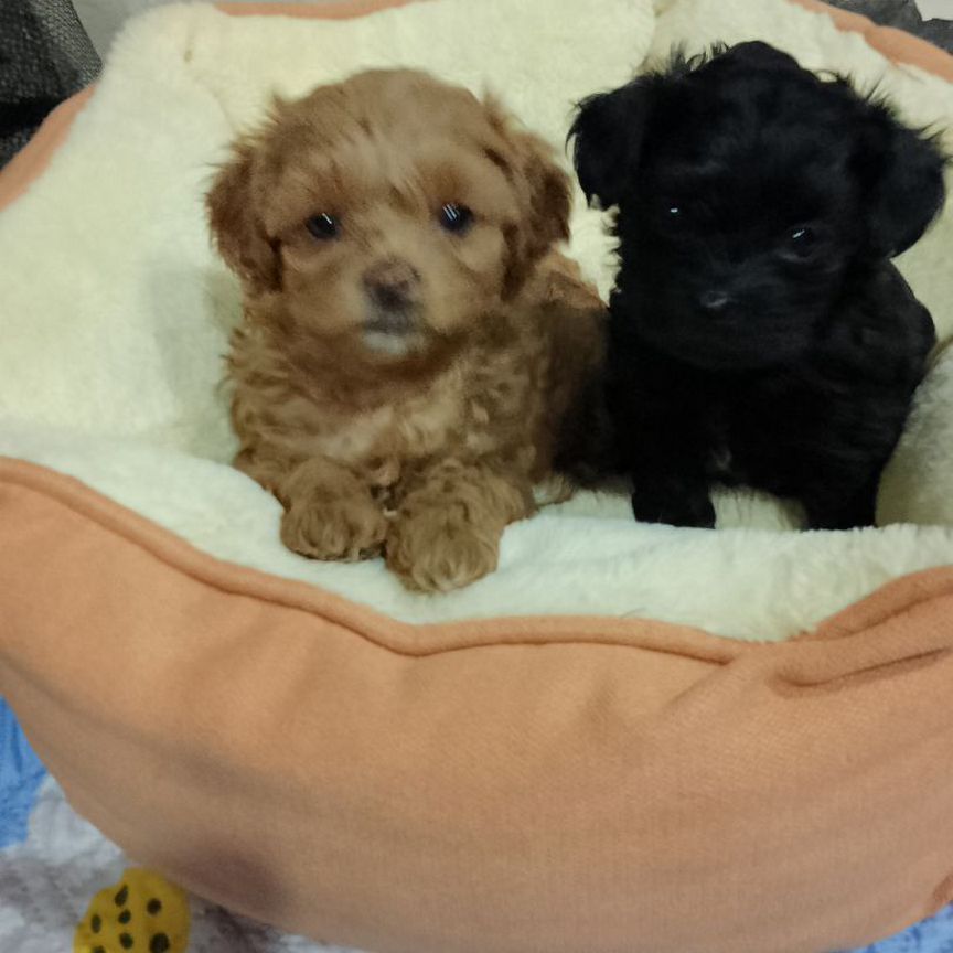 Щенки мальтипу f1 мини