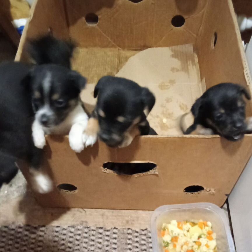 Продаю щенков чихуахуа возраст месяц кушают всё