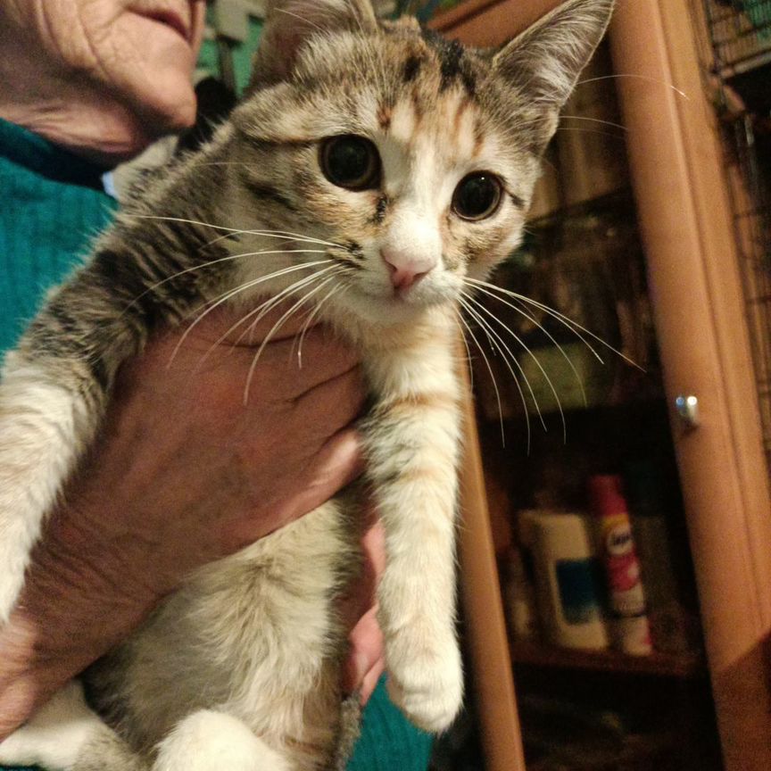 Котенок милота привитая мурлыка