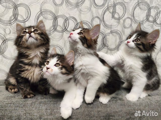 Котята курильский бобтейл (биколор и мрамор)