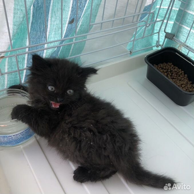 Котенок со взглядом чертенка ишет дом в дар