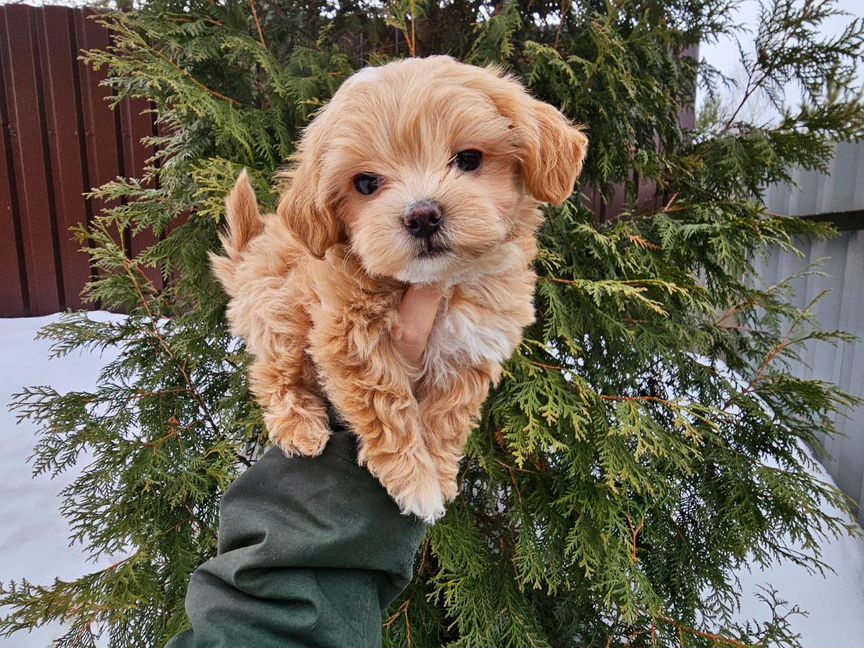 Мальтипу Ф1 мини карамель