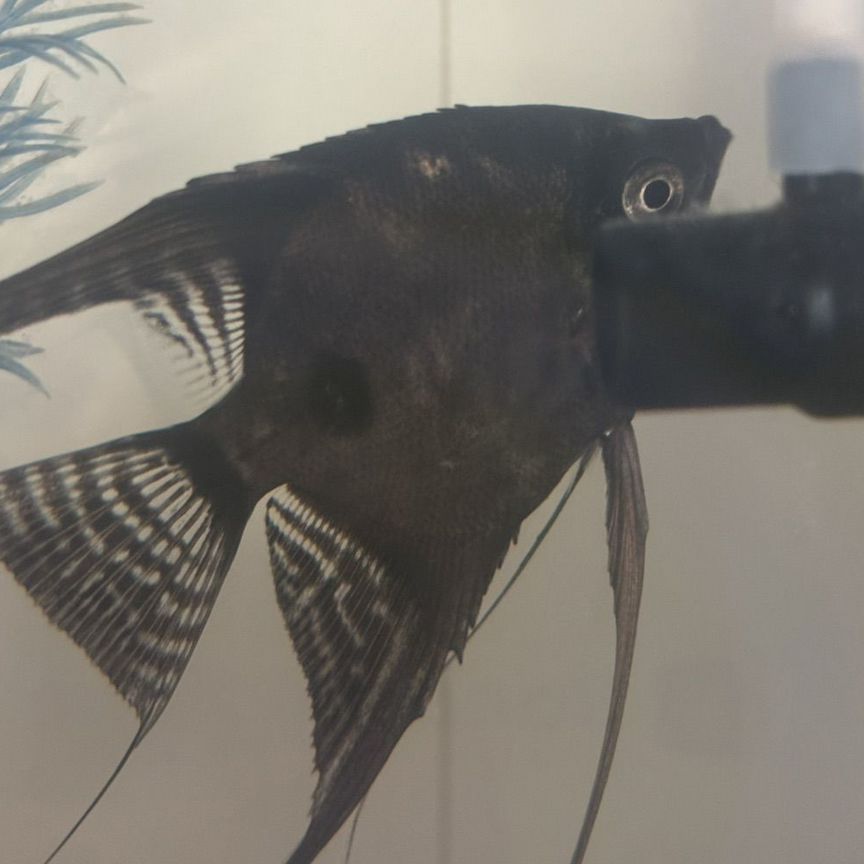 Аквариум 8л с рыбами и филтром