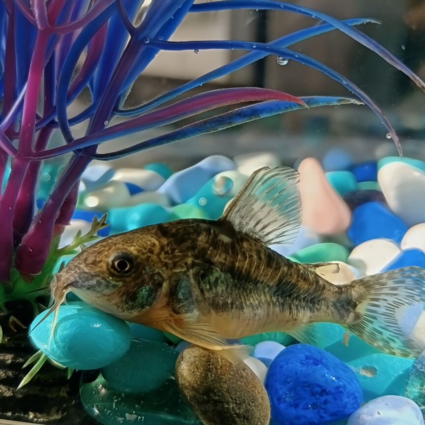 Аквариум aquael 10 литров