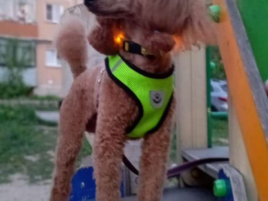 Пудель вязка