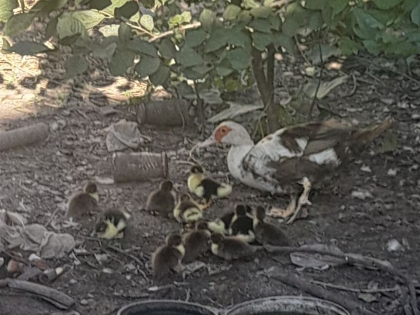 Индоутята суточные тяжолой линии