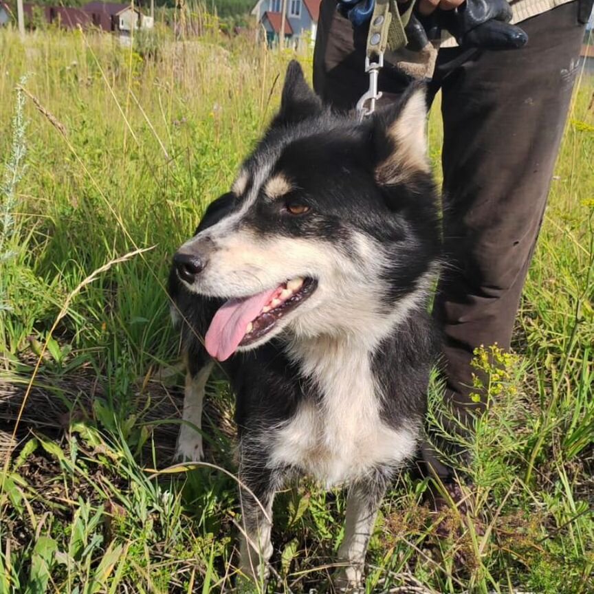 Хаски в добрые руки