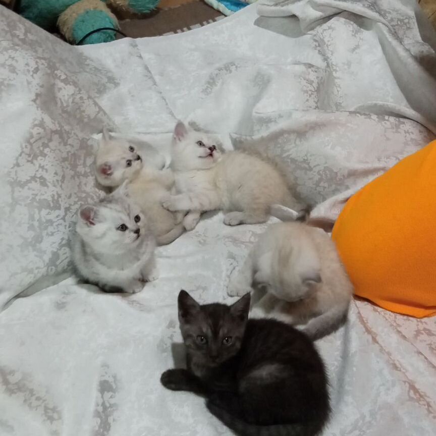 Шотландские котята