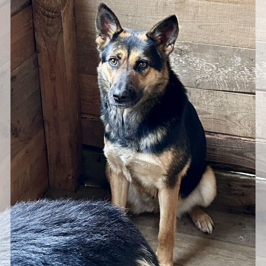 Взрослая собака в добрые руки