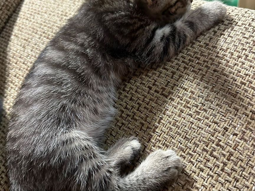 Котята бобтейл