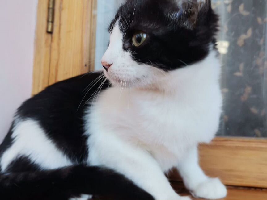 Котенок в добрые руки