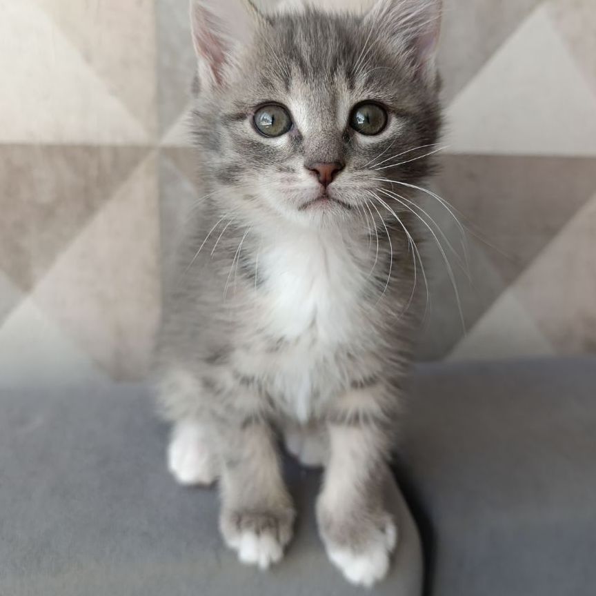 Котёнок в добрые руки