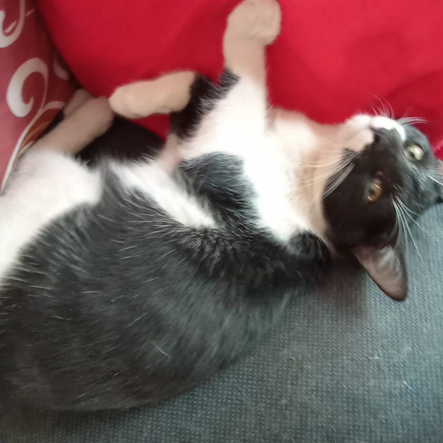 Котенок милый ласковый мальчик