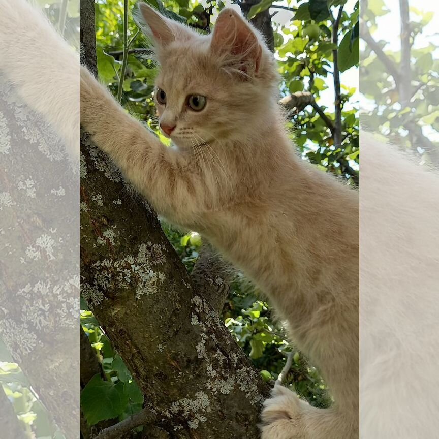 Котёнок в добрые руки