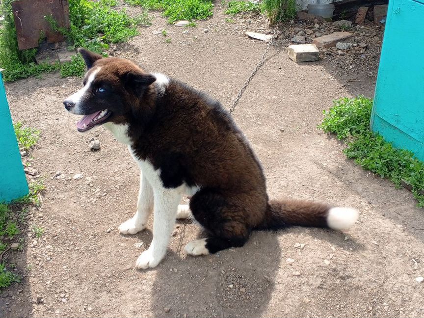 Хаски в добрые руки