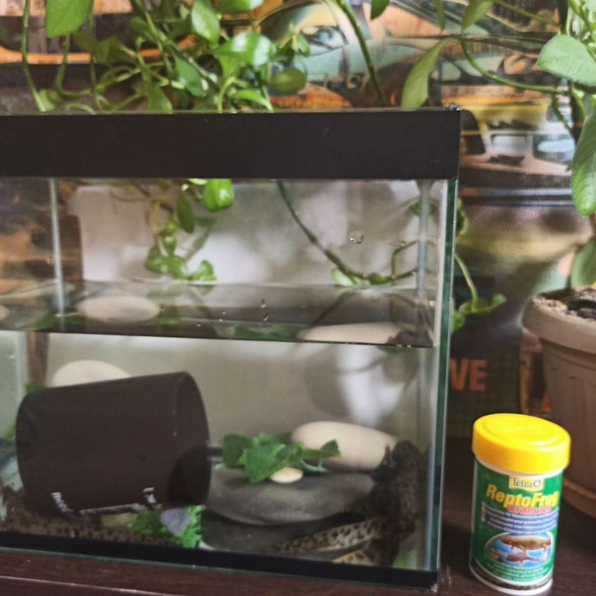 Тритон аквариумный