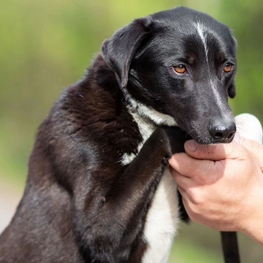 Бурбона выкинули хозяева