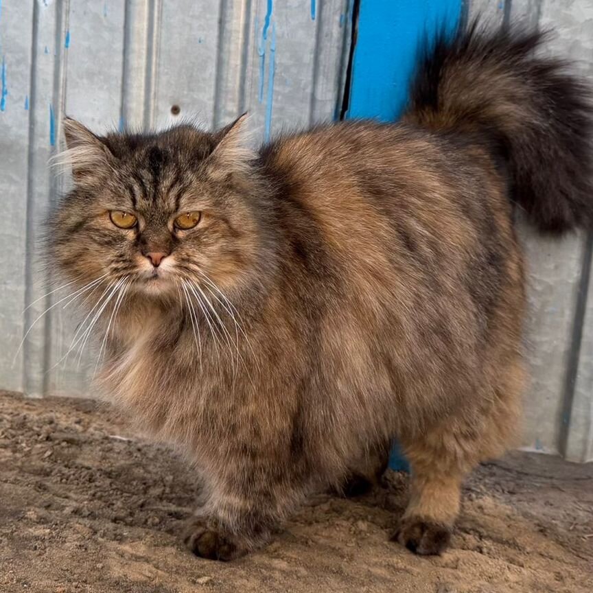 Взрослая, кошка в добрые руки