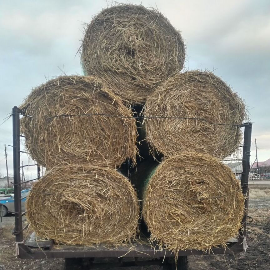 Солома ячменная в рулонах