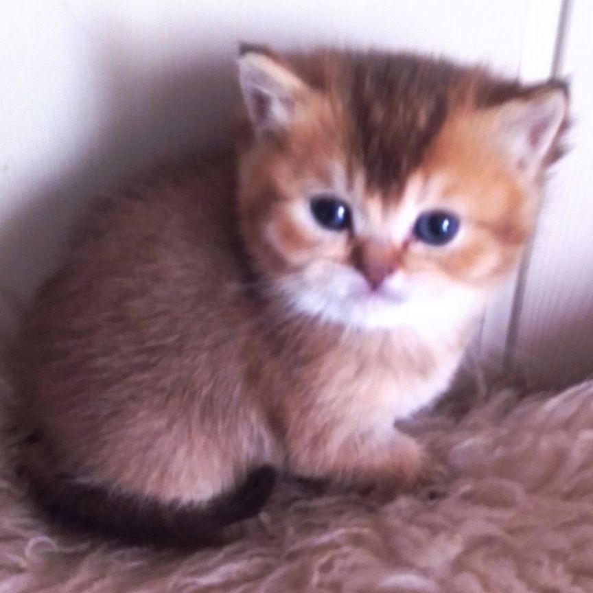 Британская шиншилла