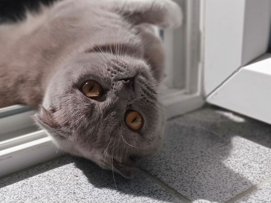 Шотландская вислоухая кошка бесплатно