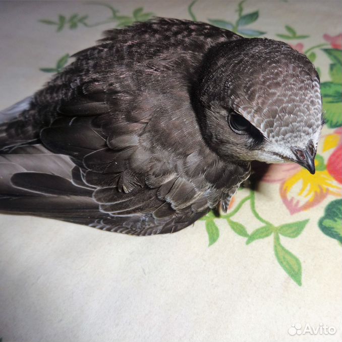 Птица. Стриж или Ласточка