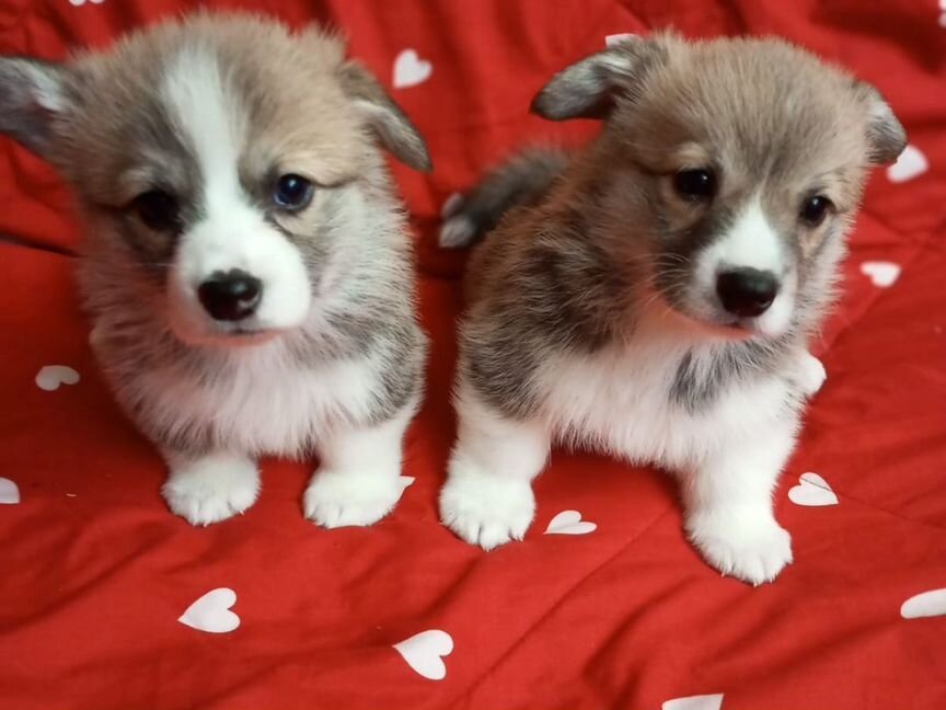 Вельш-корги пемброк щенки