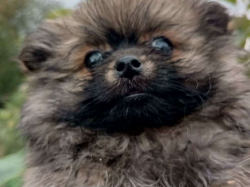 Померанский шпиц медвежьего типа