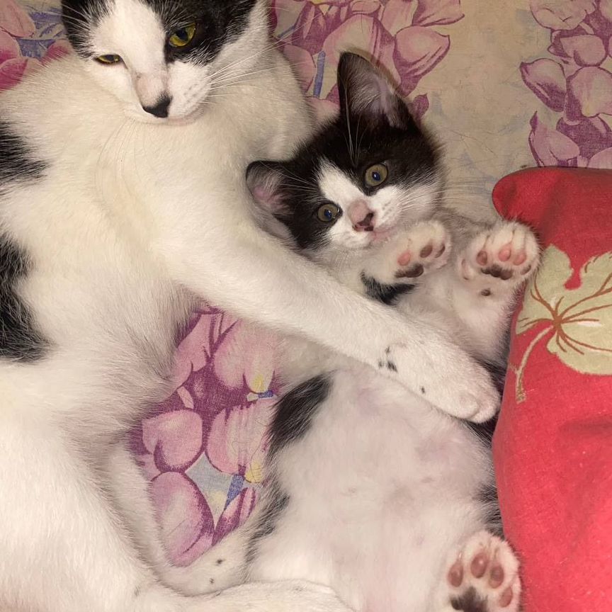 Кошки в добрые руки