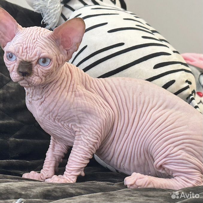 Bulldog gremlin face sphynx