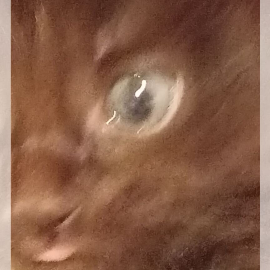 Очаровательные котятки