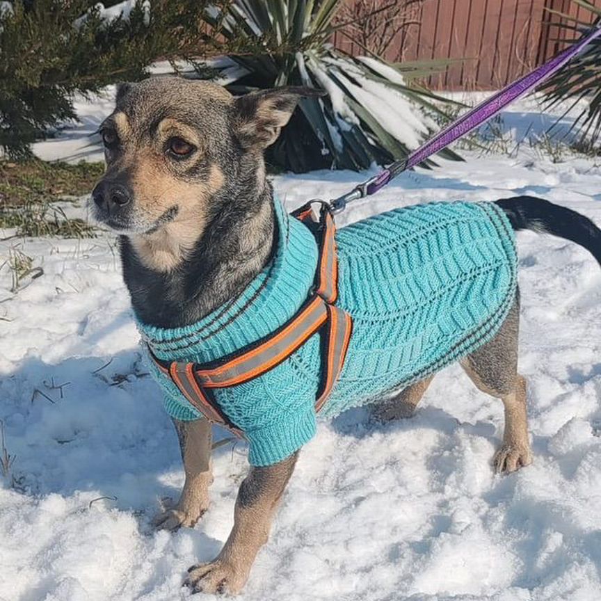 Собака ищет дом