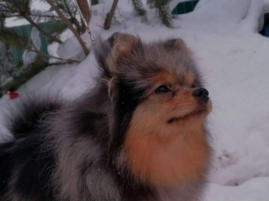 Шпиц мальчик