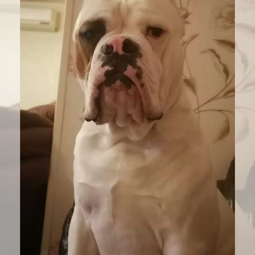 Щенки американского буля