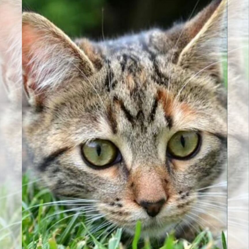 Взрослая кошка в добрые руки