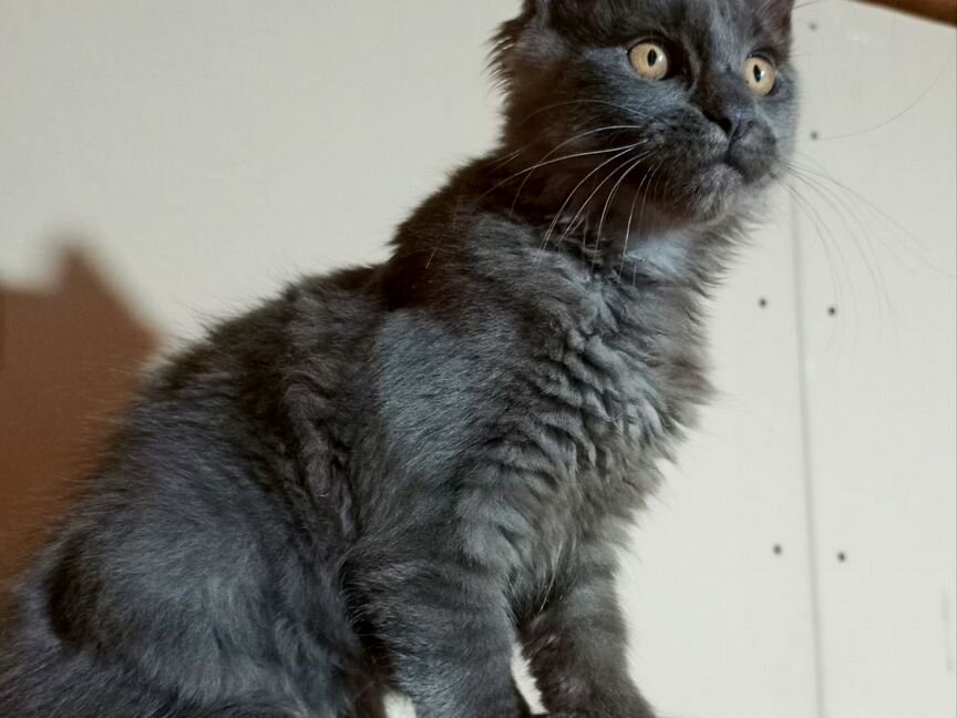 Котята мейн-кун