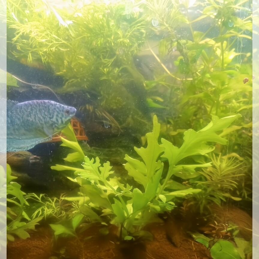 Папоротник крыловидный