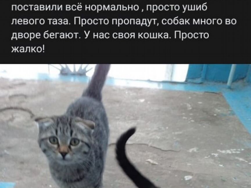 Кошки пропадают на улице Иглино